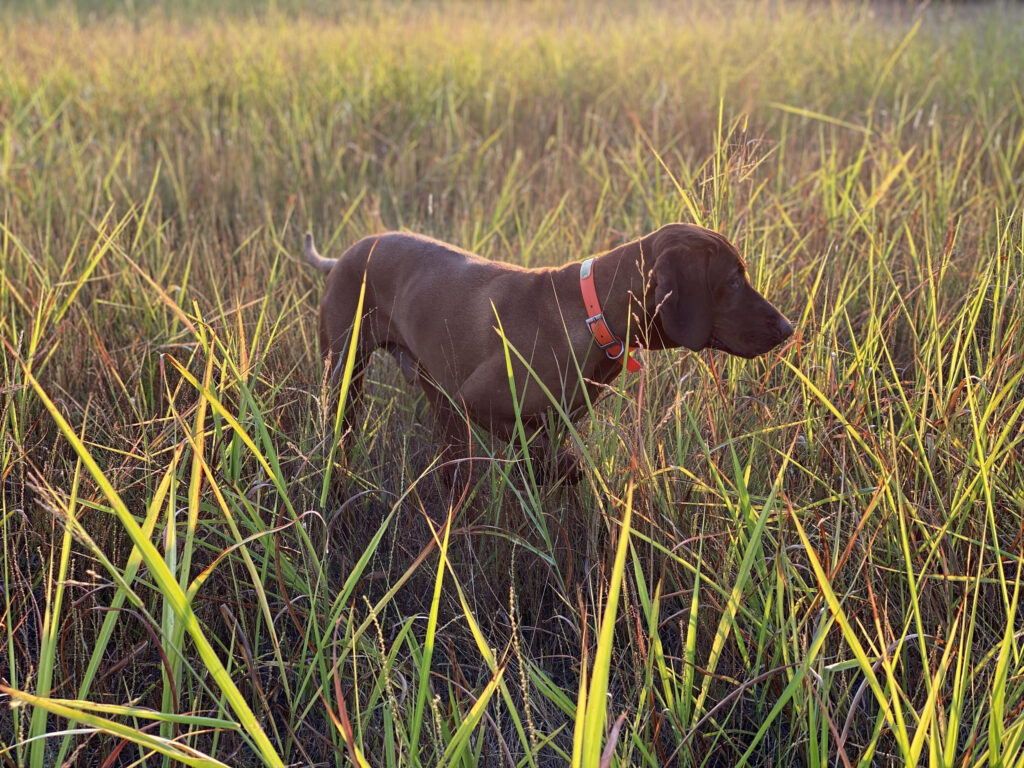 About Us - Cave Canis