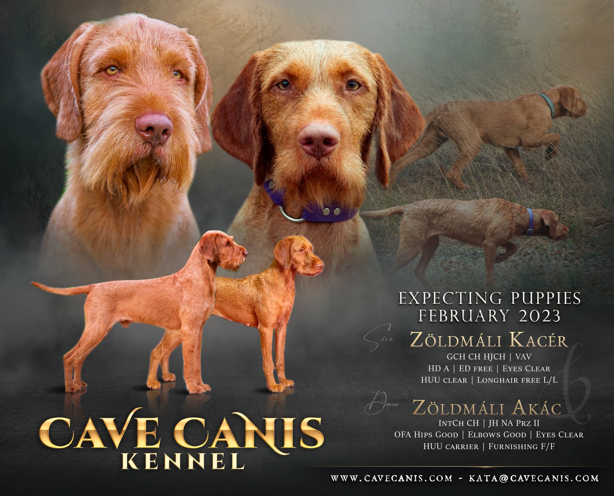 Our Litters - Cave Canis