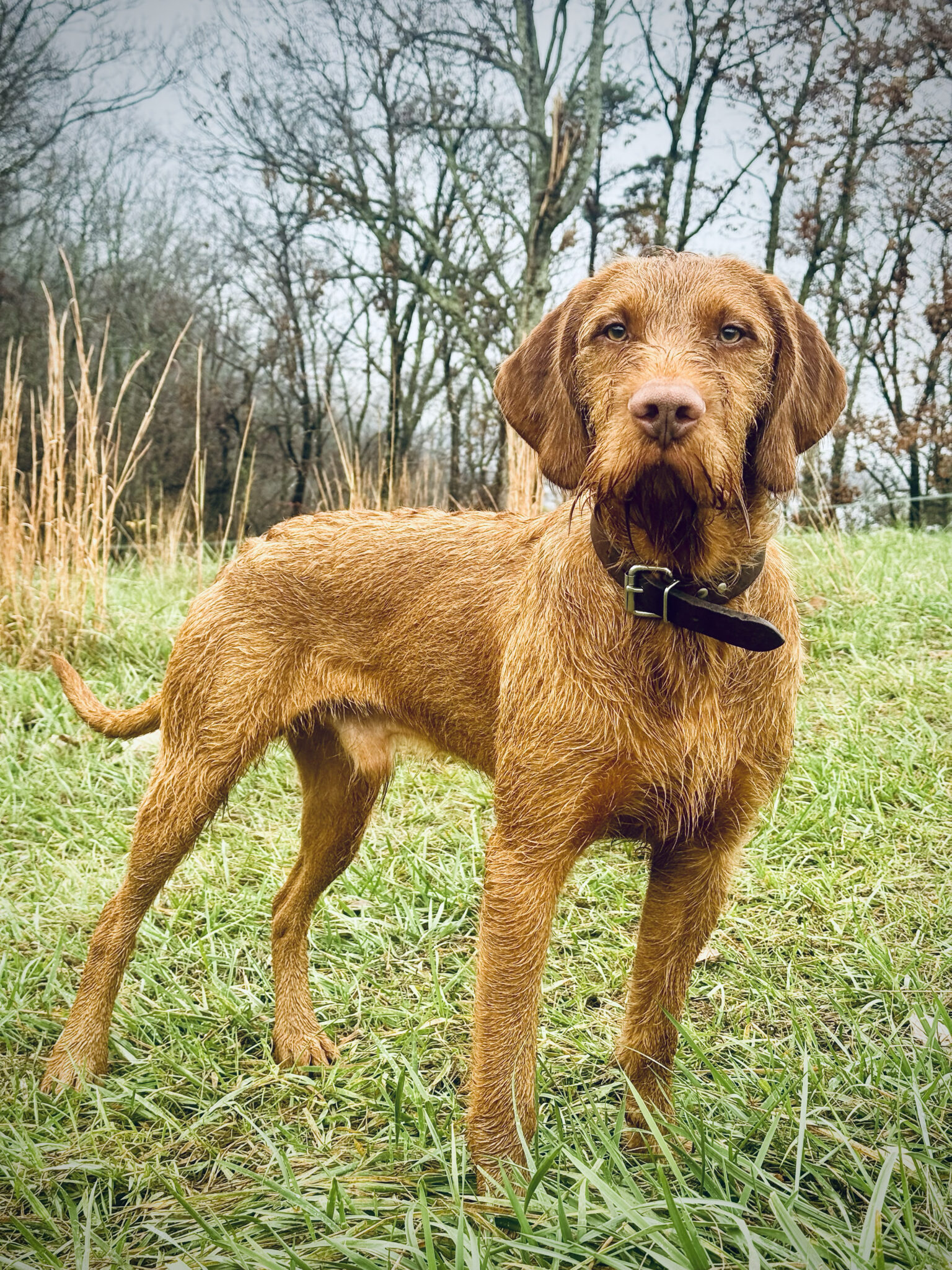 Oszkár - Cave Canis